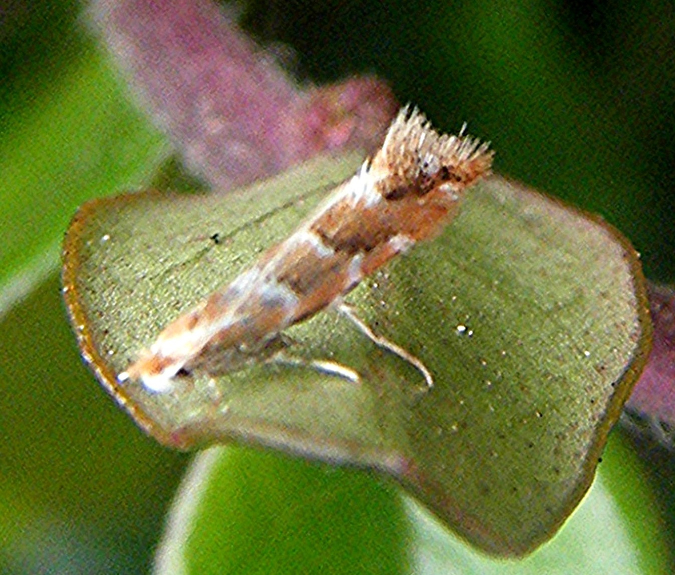 Horse-chestnut Leaf-miner | NatureSpot