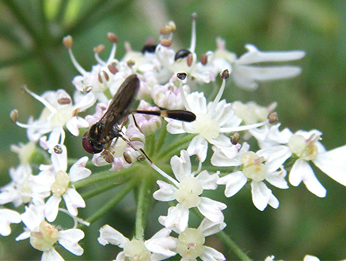Baccha elongata | NatureSpot