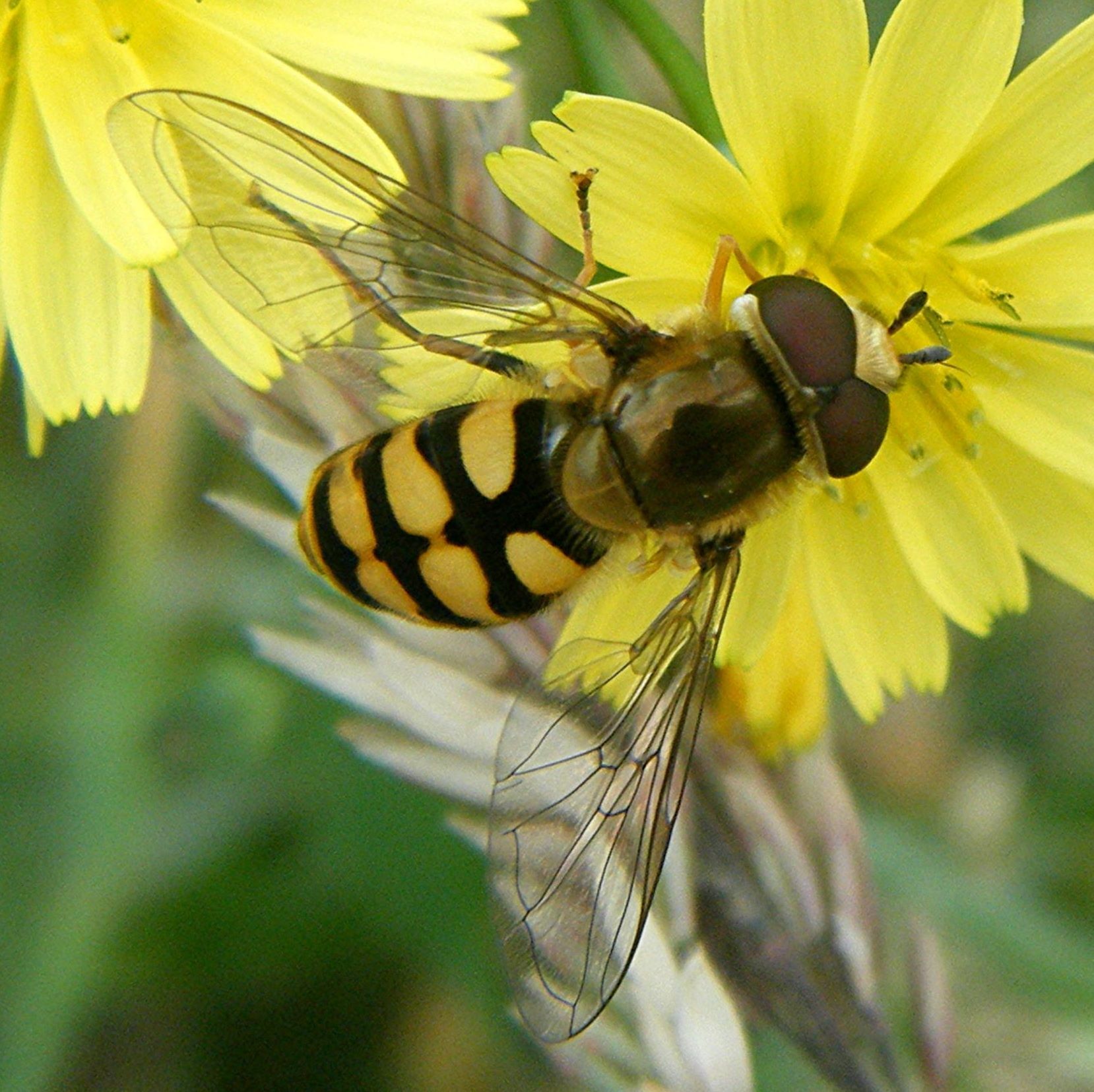 Eupeodes bucculatus | NatureSpot