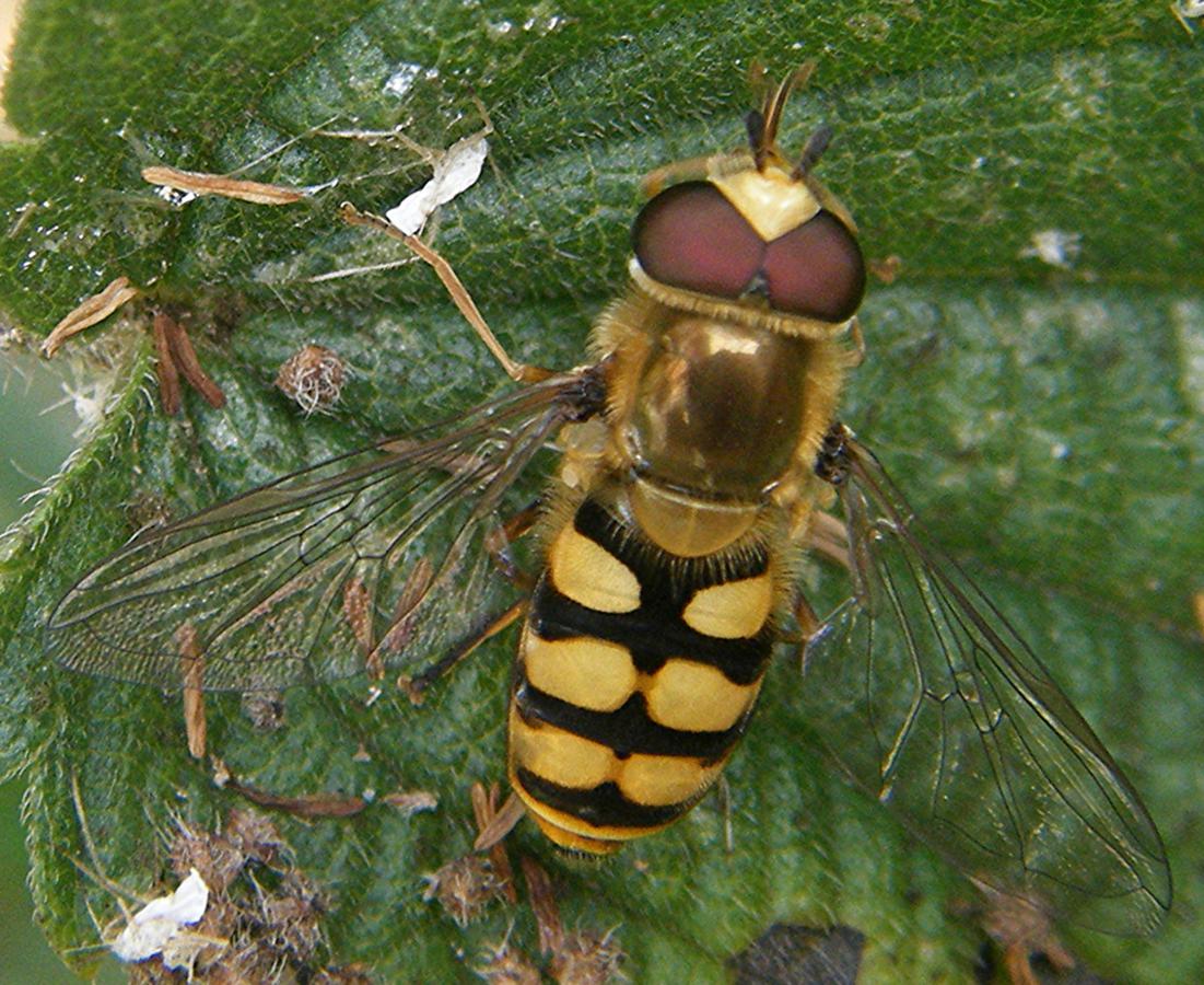 Eupeodes bucculatus | NatureSpot