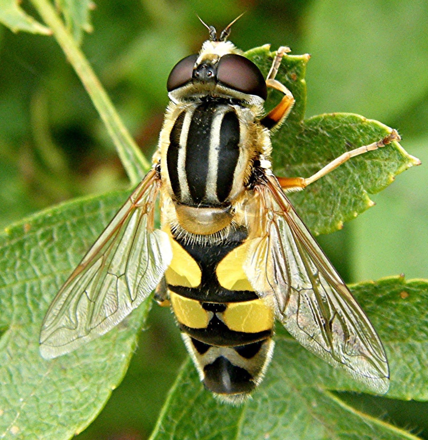 Helophilus trivittatus | NatureSpot