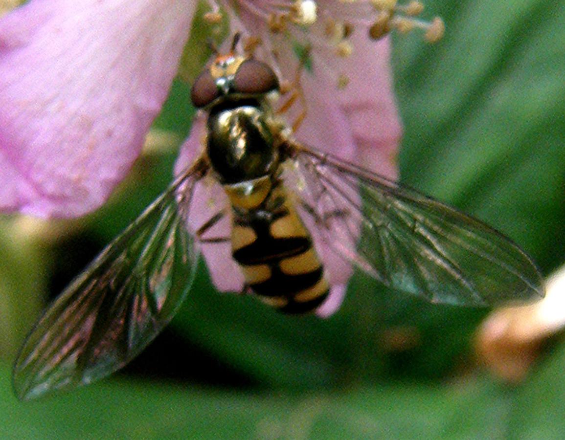 Meliscaeva auricollis | NatureSpot