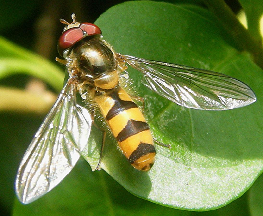 Meliscaeva cinctella | NatureSpot
