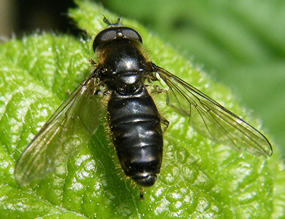 Pipiza luteitarsis | NatureSpot