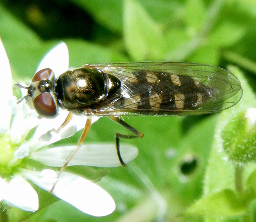 Platycheirus peltatus | NatureSpot