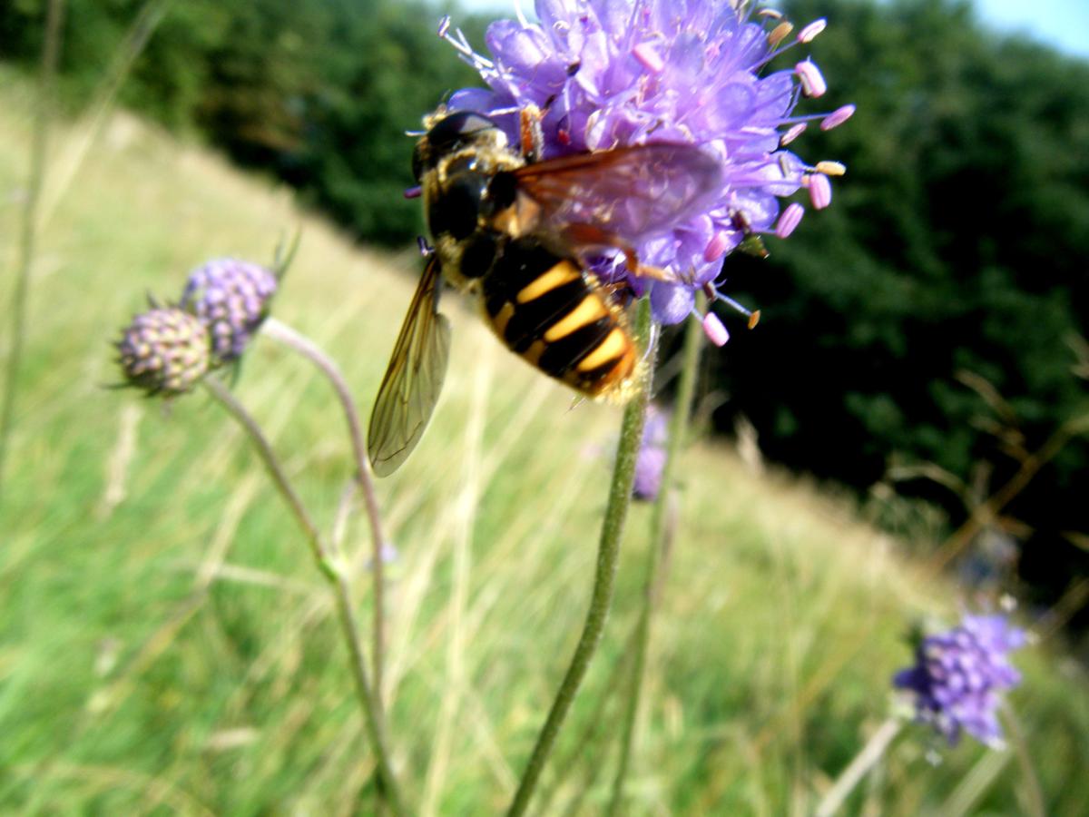 Bog Hoverfly | NatureSpot