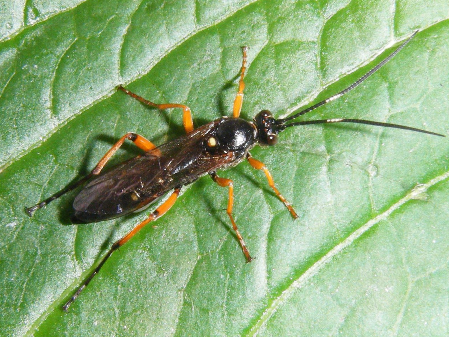 Diphyus quadripunctorius | NatureSpot