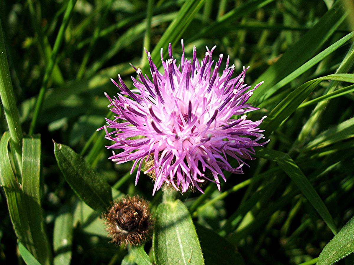 Common Knapweed | NatureSpot