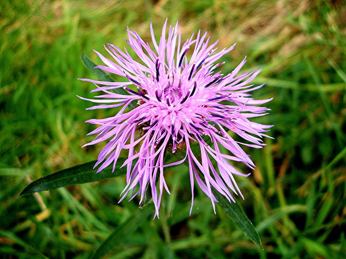 Common Knapweed | NatureSpot