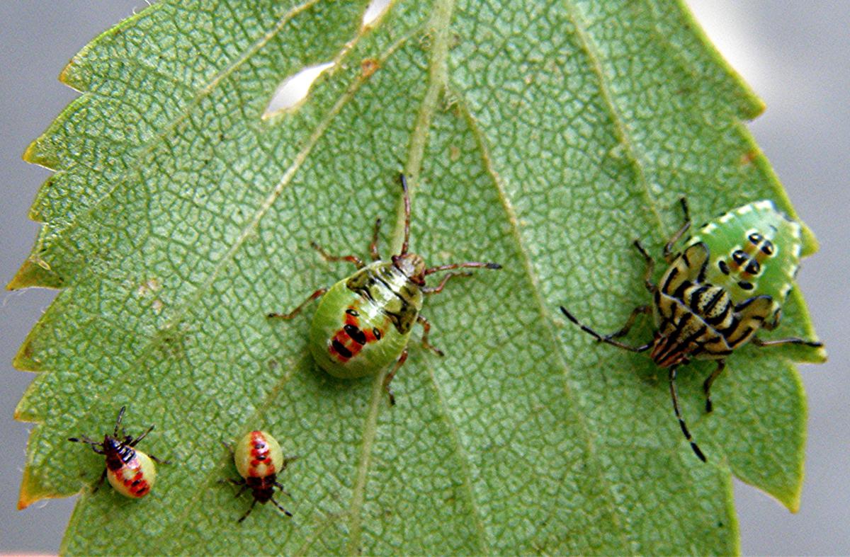 Birch Shieldbug | NatureSpot