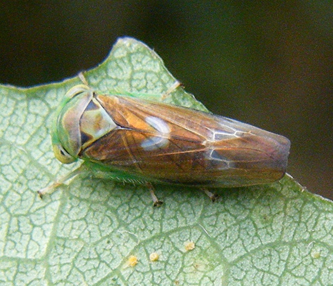 Populicerus populi | NatureSpot