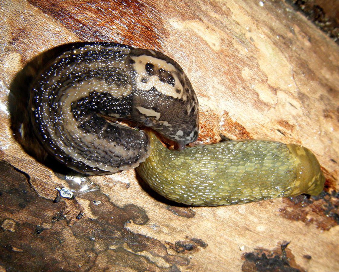 Leopard Slug | NatureSpot