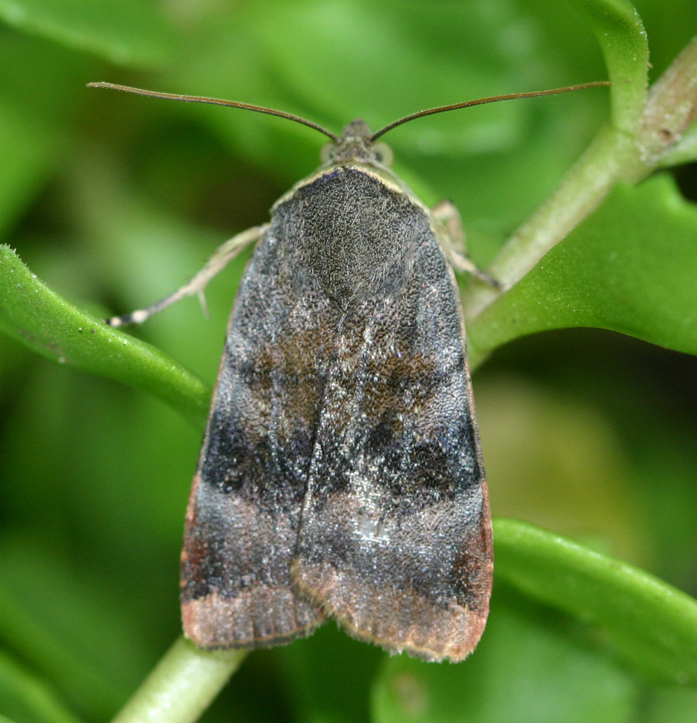 Lesser Broad-bordered Yellow Underwing | NatureSpot