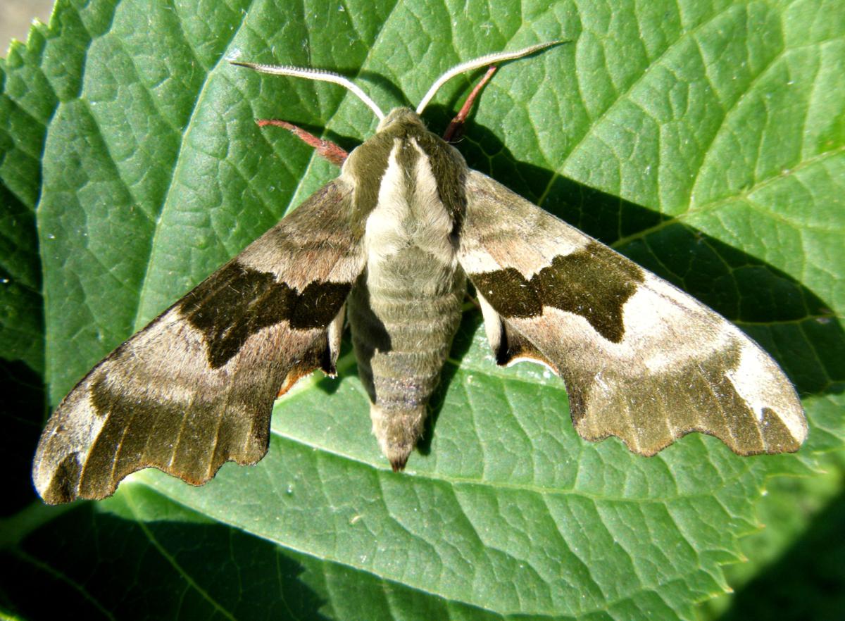 Lime Hawk-moth | NatureSpot
