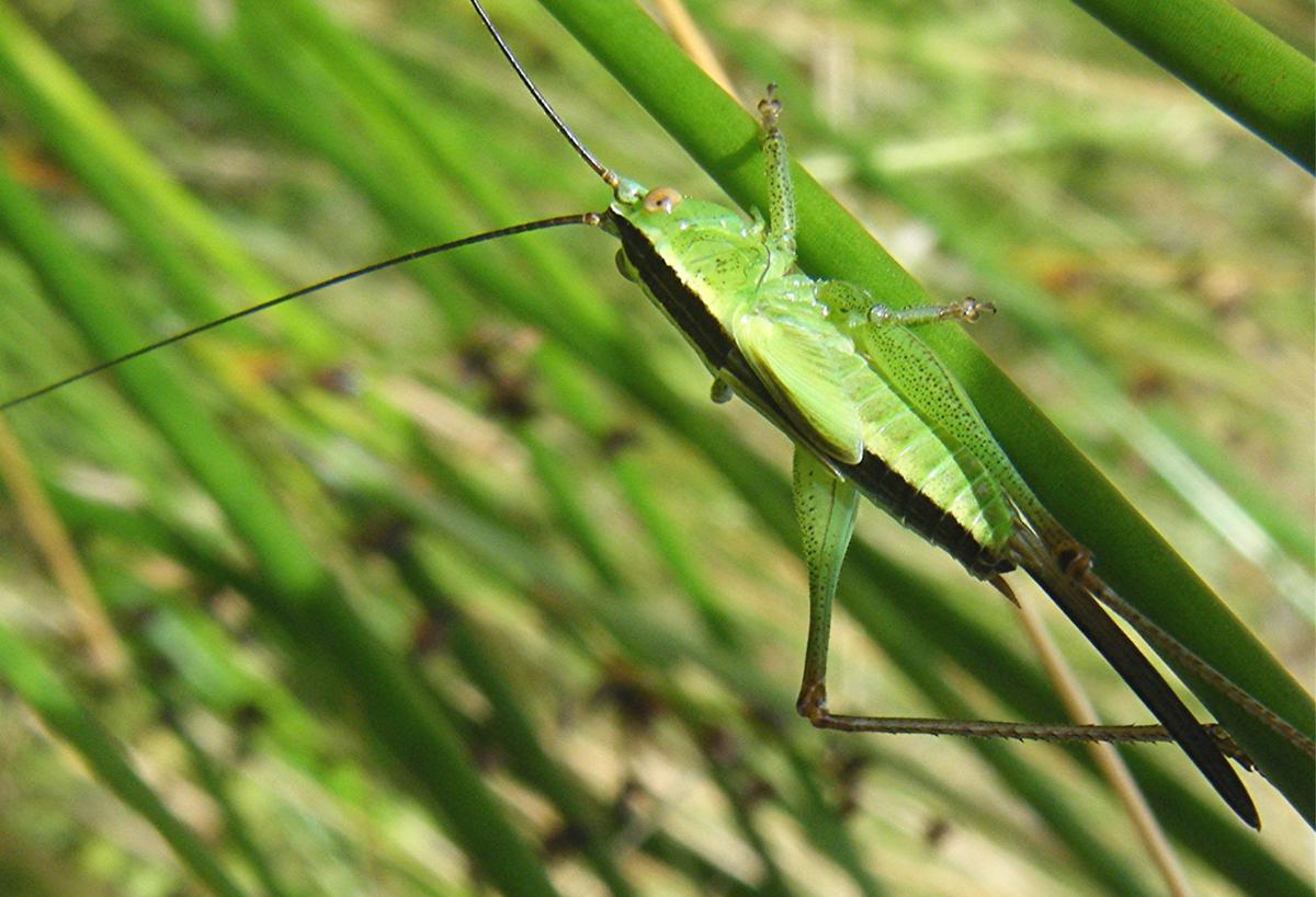 Long Winged Cone-head | NatureSpot