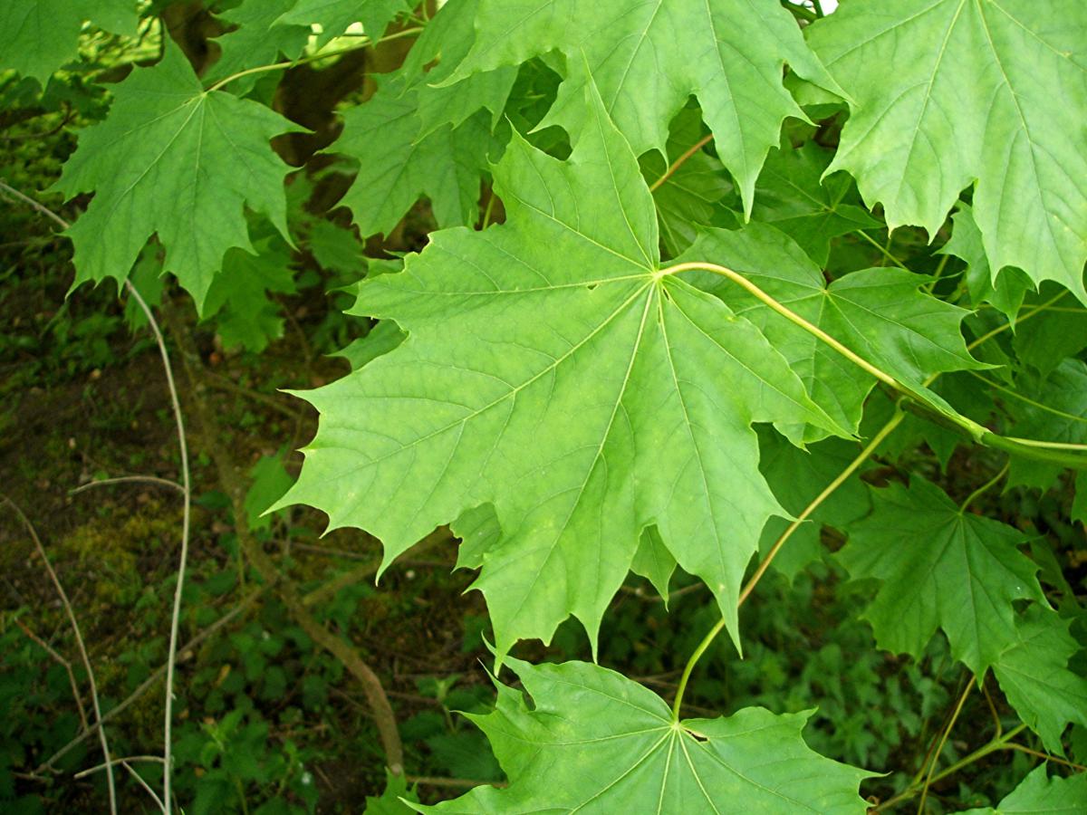 Norway Maple | NatureSpot