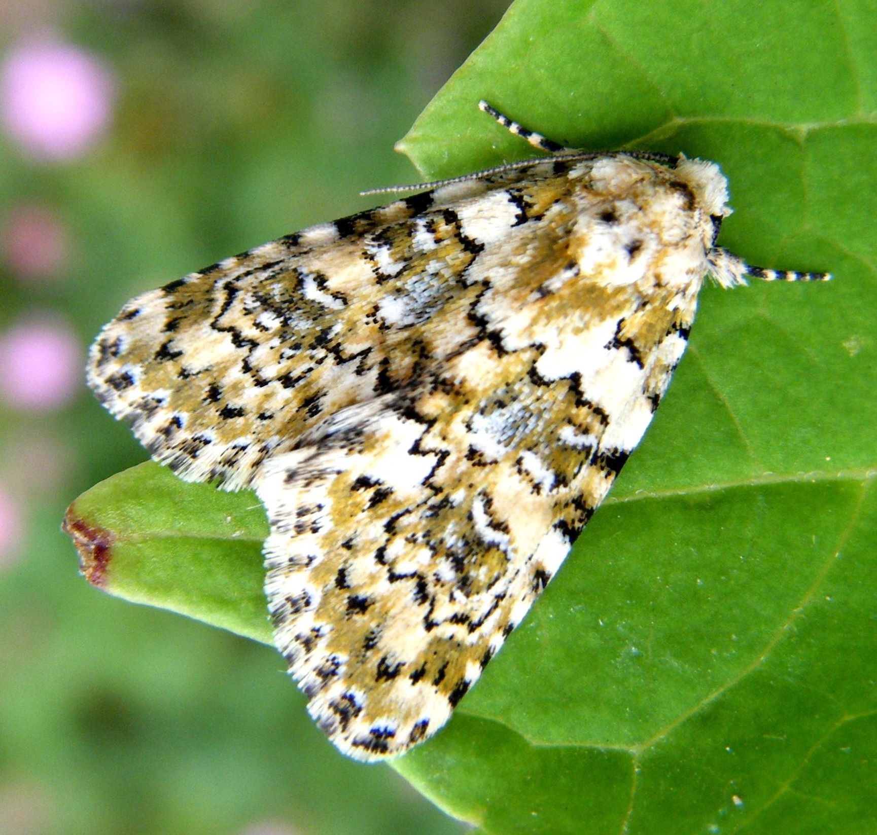 Marbled Beauty | NatureSpot