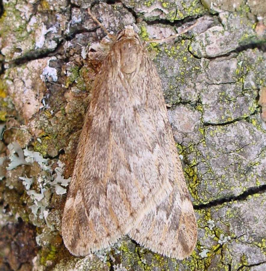 March Moth | NatureSpot