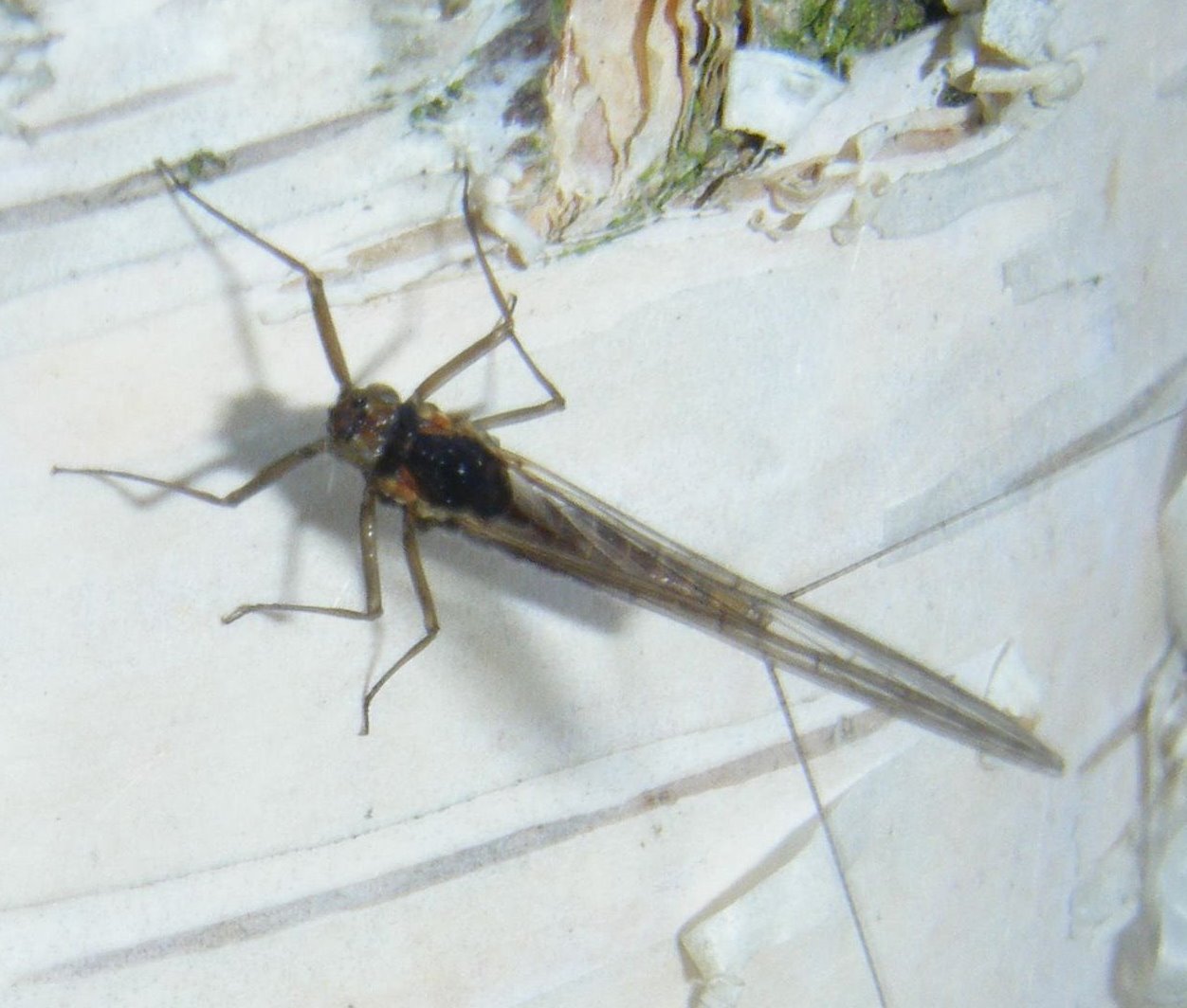 Large Dark Olive Mayfly | NatureSpot