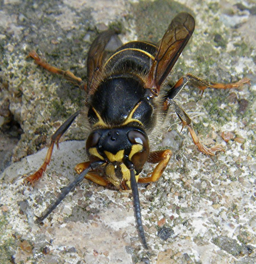 Median Wasp | NatureSpot