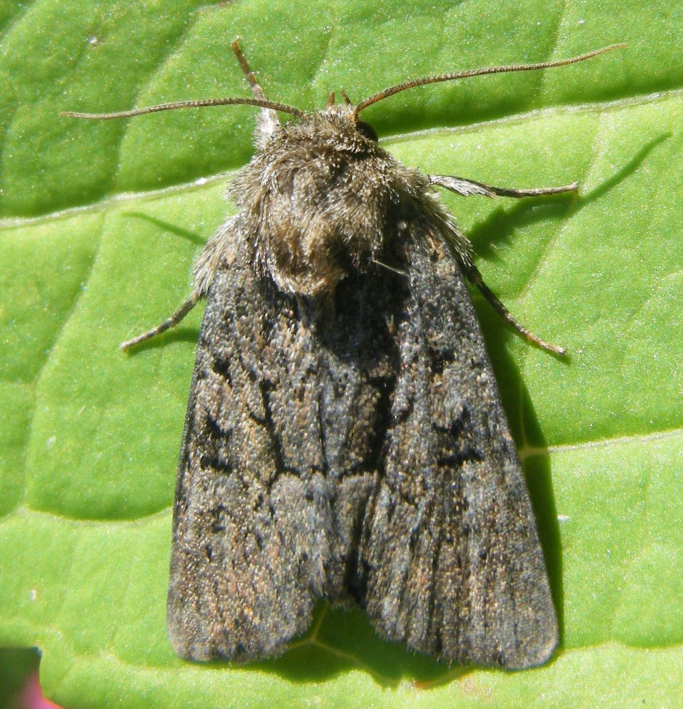 Marbled Minor agg. | NatureSpot