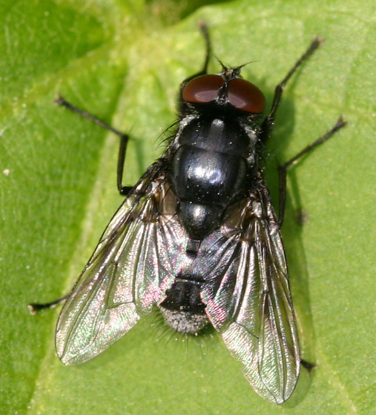 Morellia simplex | NatureSpot