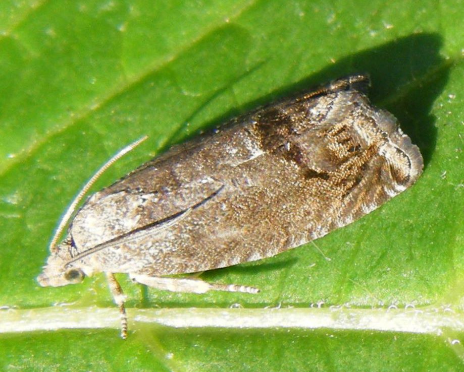 Cydia splendana | NatureSpot