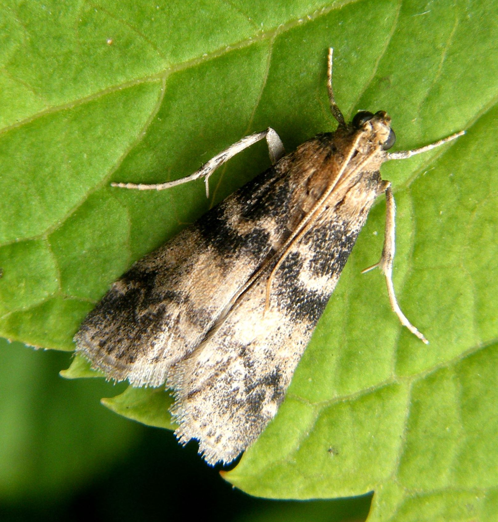 Euzophera pinguis | NatureSpot