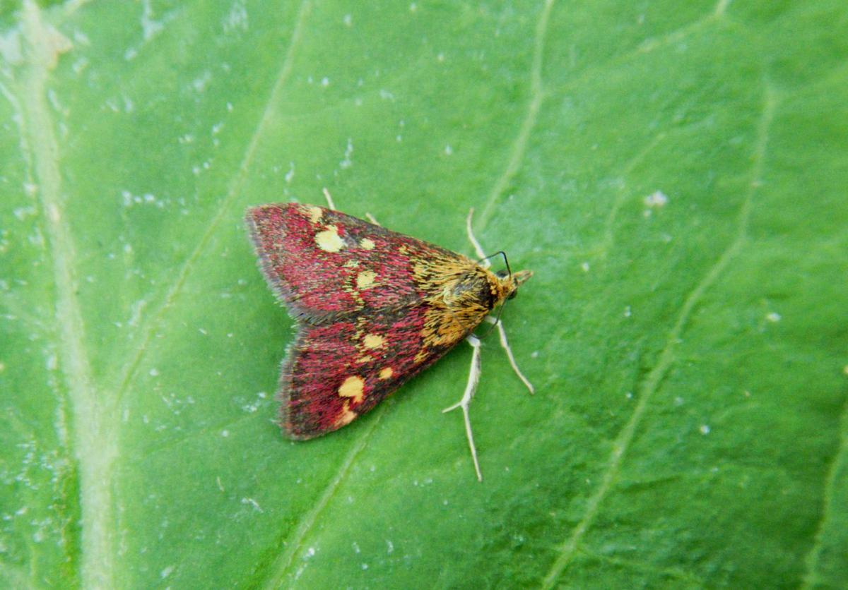 Pyrausta purpuralis | NatureSpot