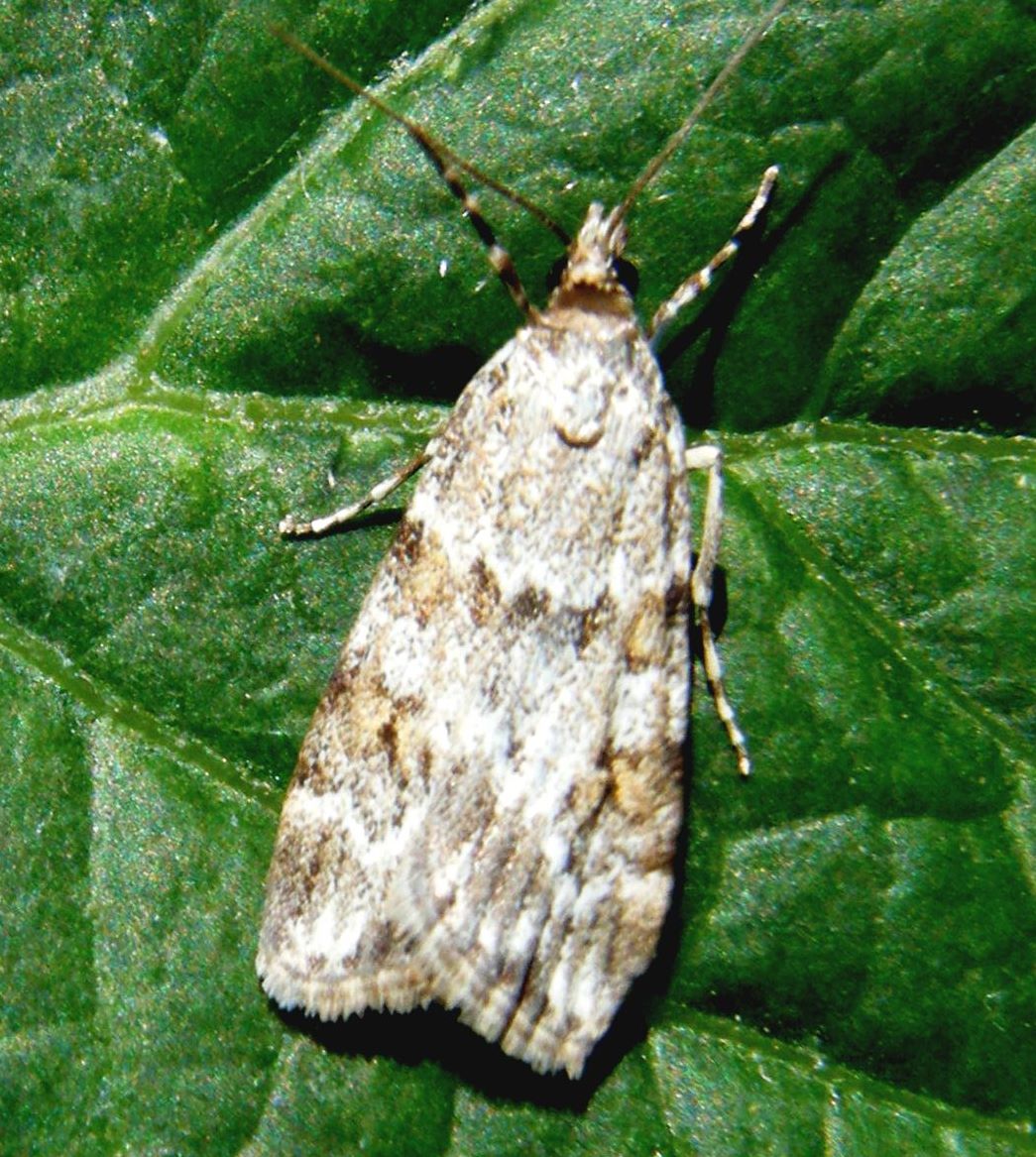 Scoparia pyralella | NatureSpot