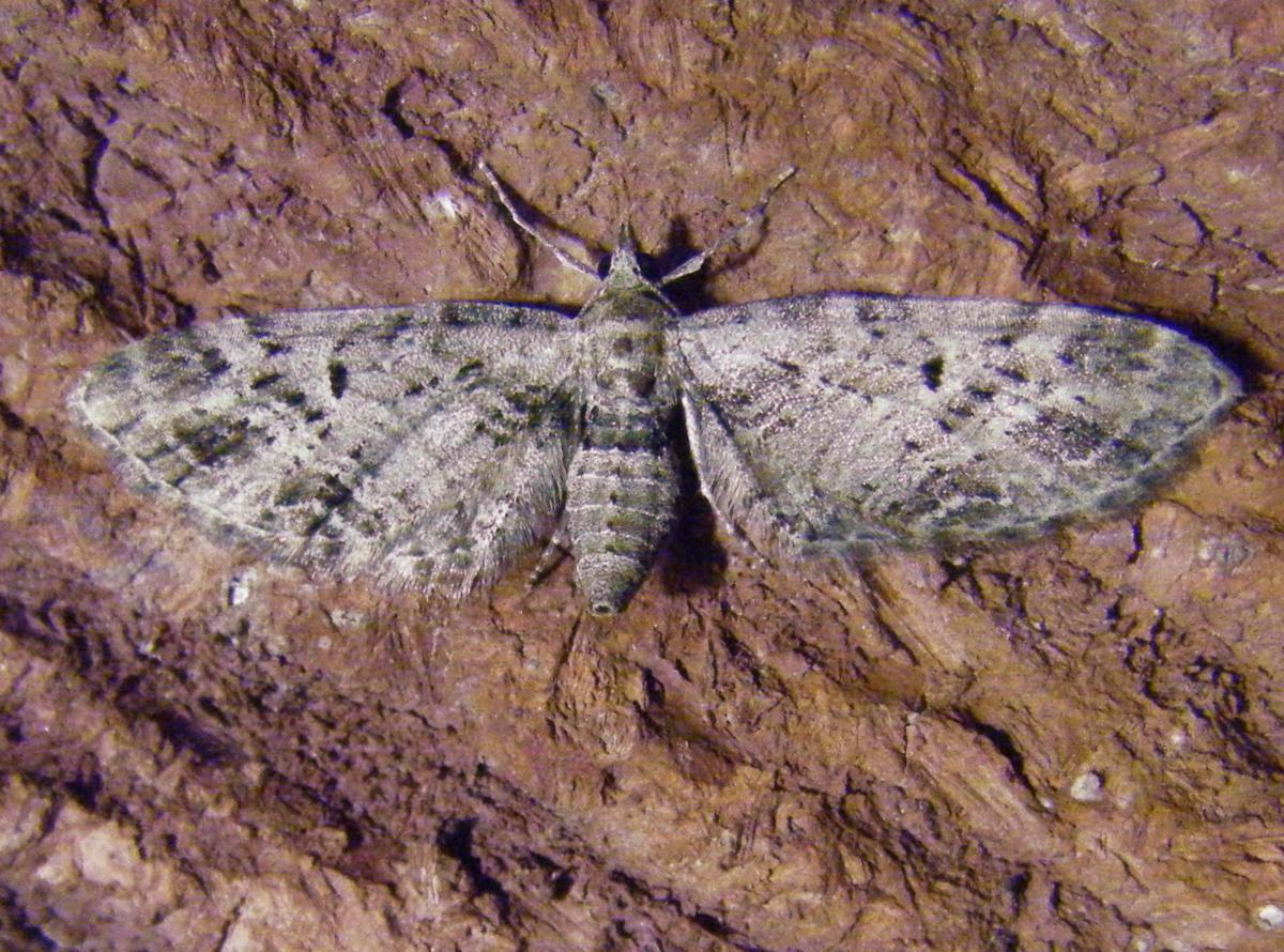Mottled Pug | NatureSpot