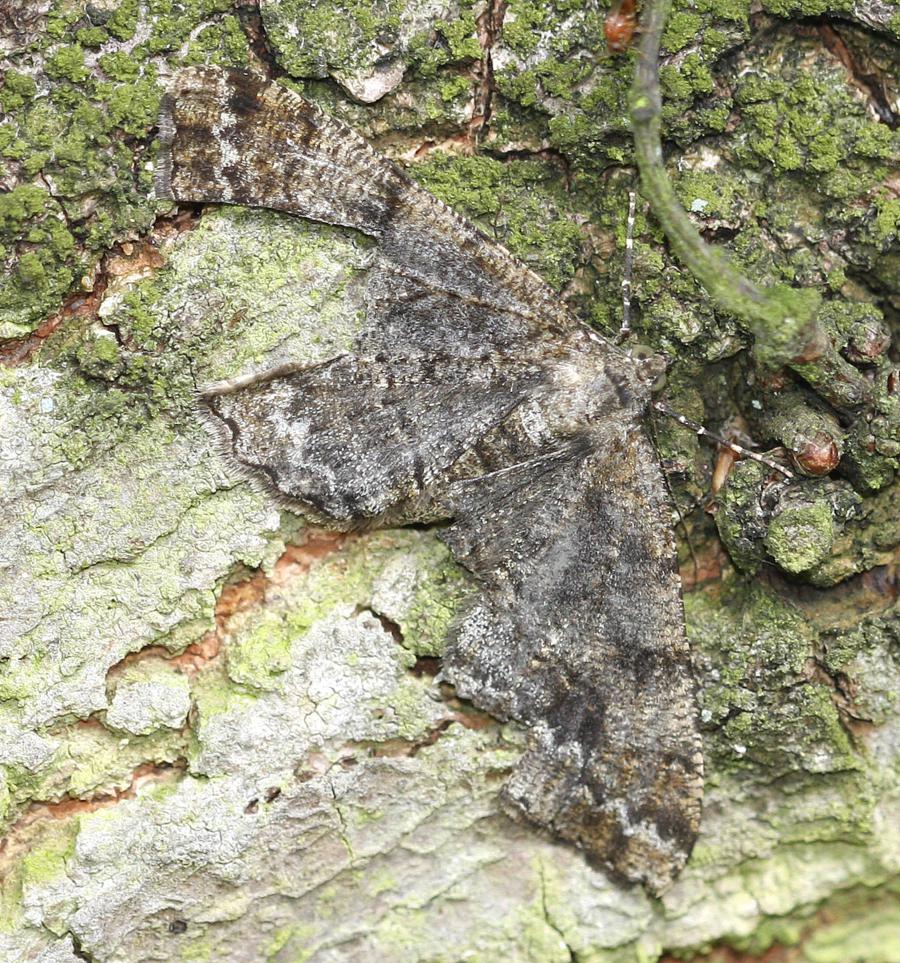 Mottled Beauty | NatureSpot