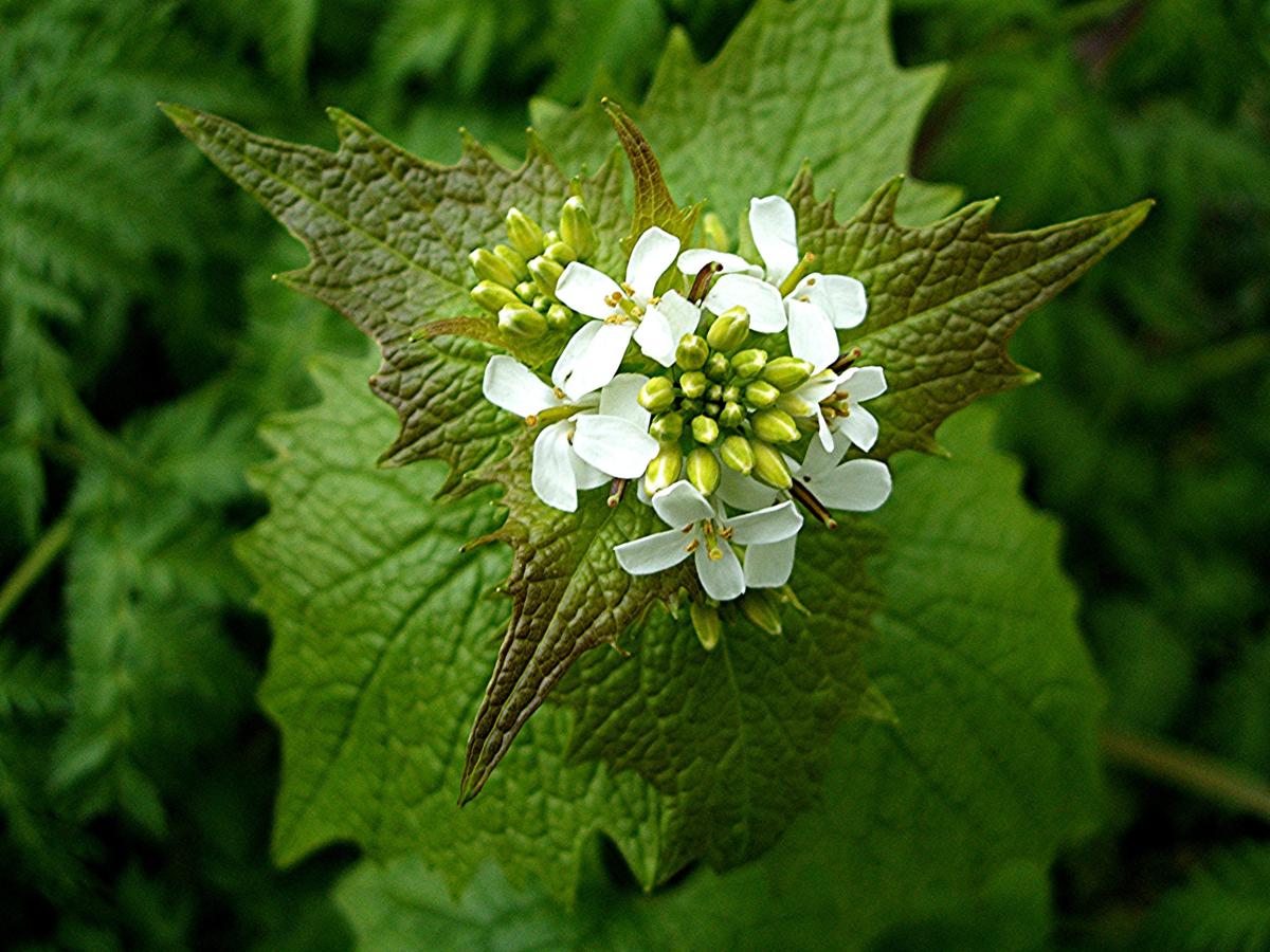 Garlic Mustard | NatureSpot