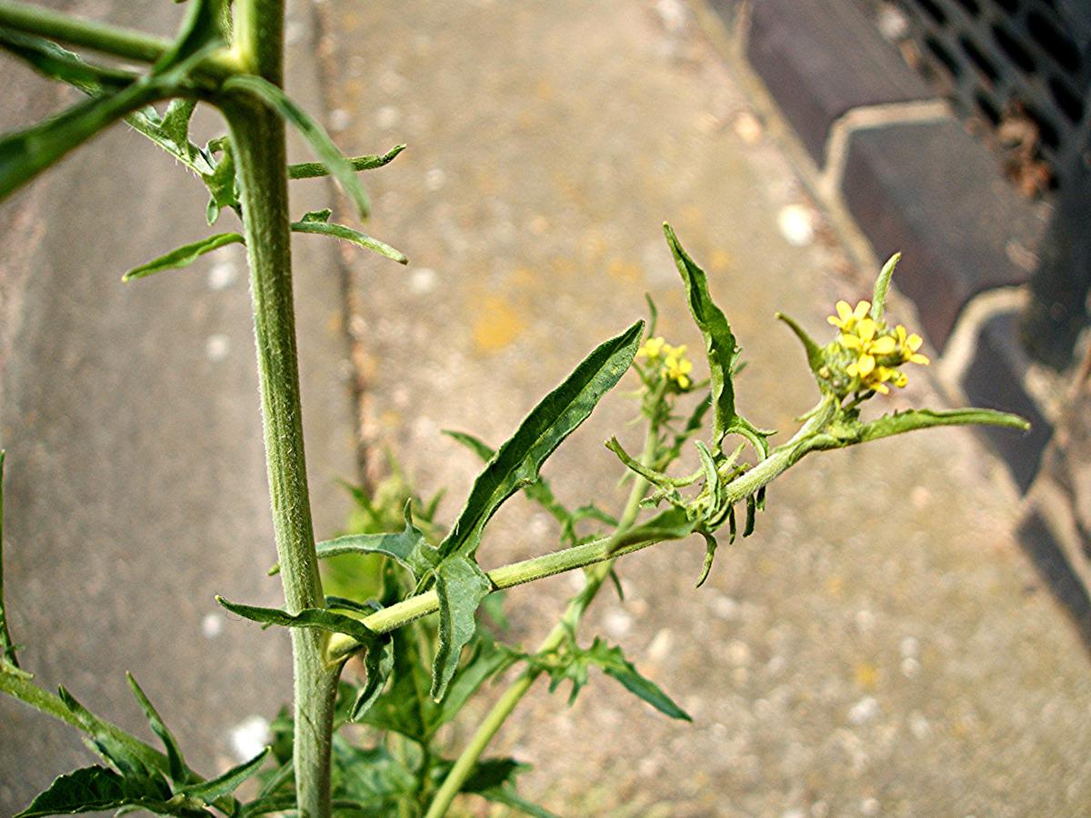 Hedge Mustard | NatureSpot