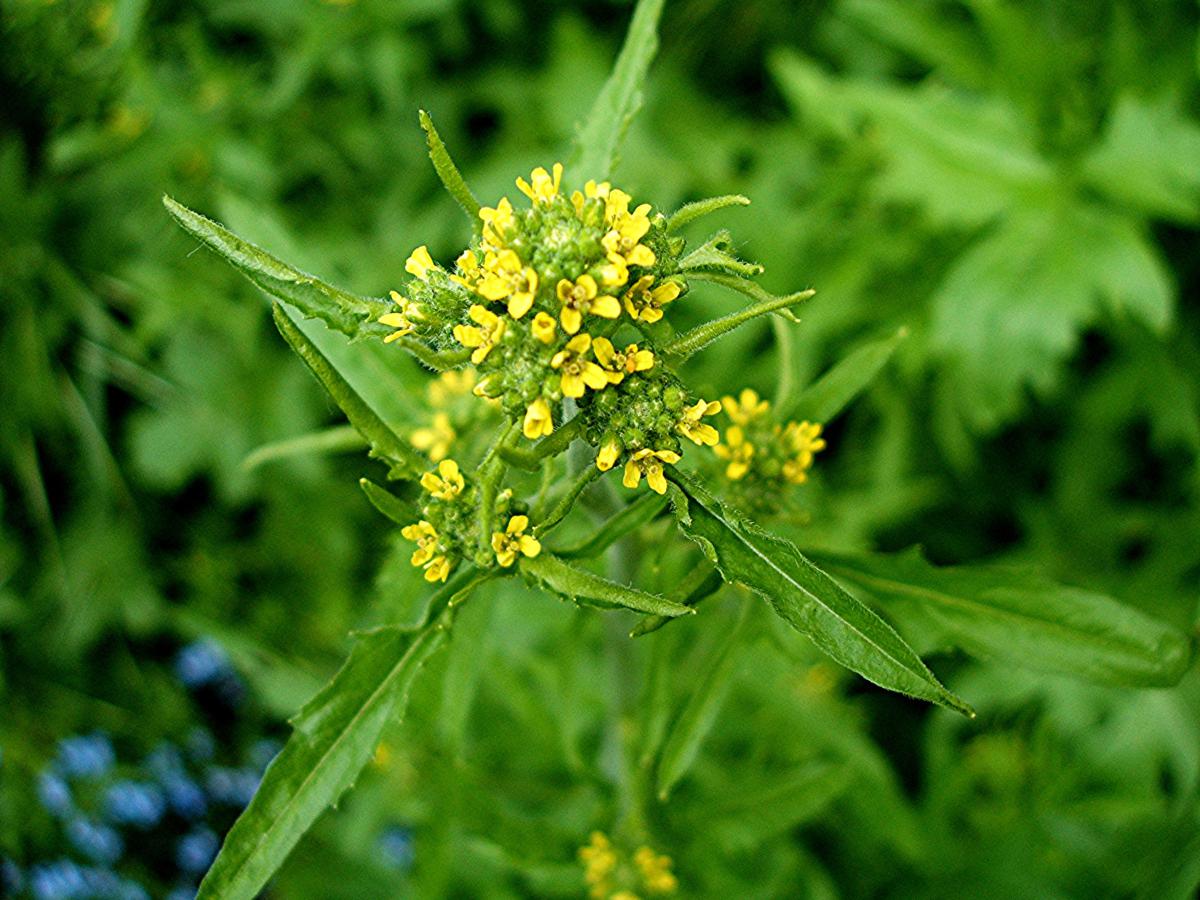 Hedge Mustard | NatureSpot