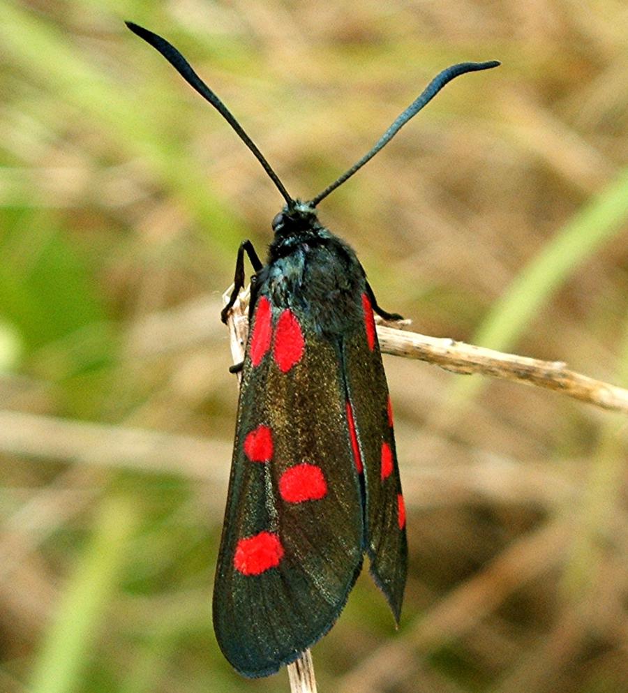 Narrow-bordered Five-spot Burnet Moth | NatureSpot