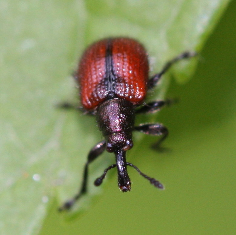 Apple Fruit Weevil | NatureSpot