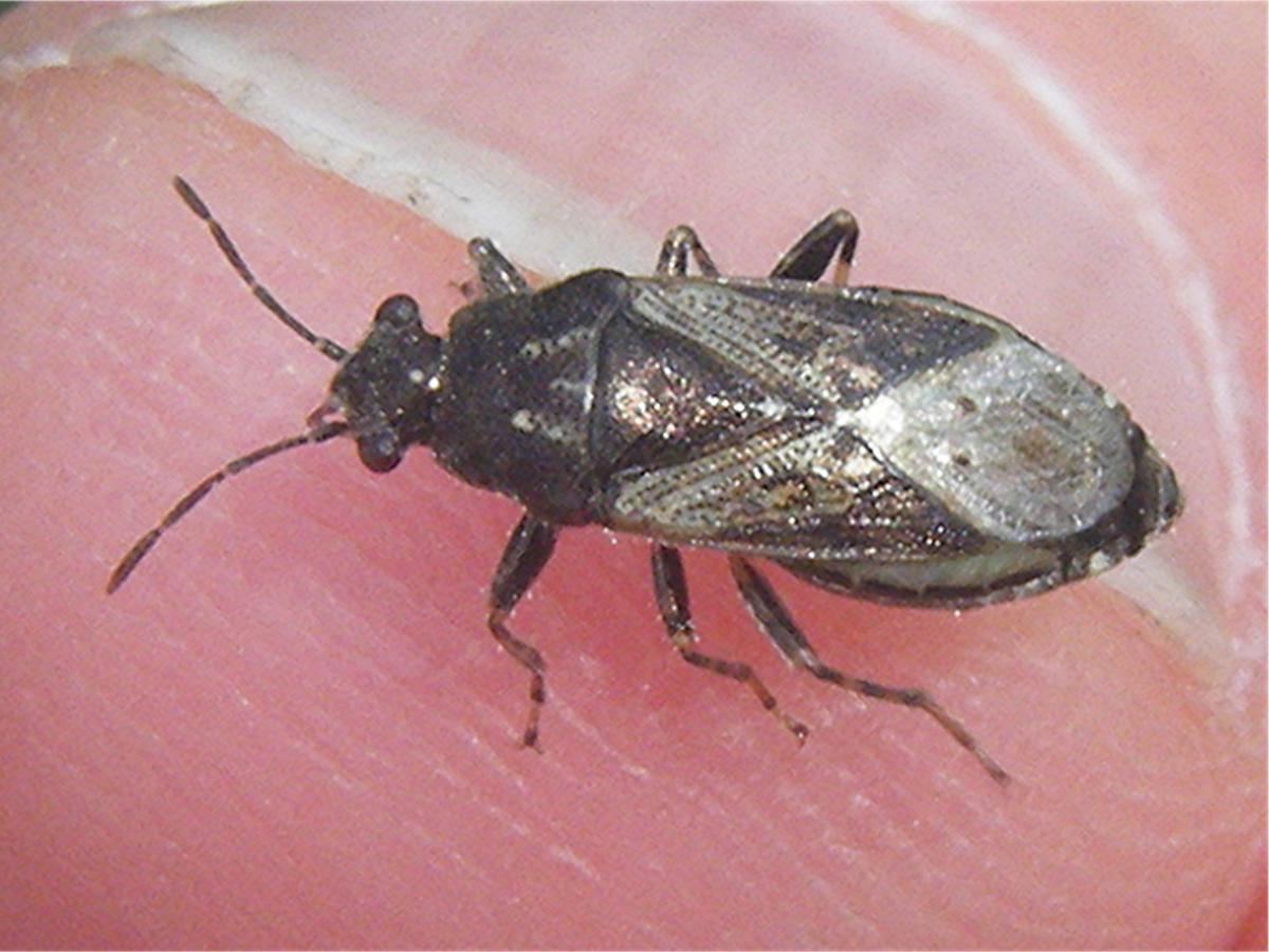 Nettle Groundbug | NatureSpot