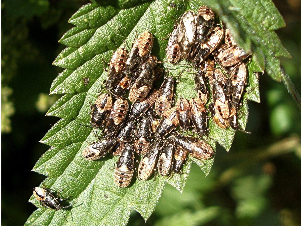 Nettle Groundbug | NatureSpot