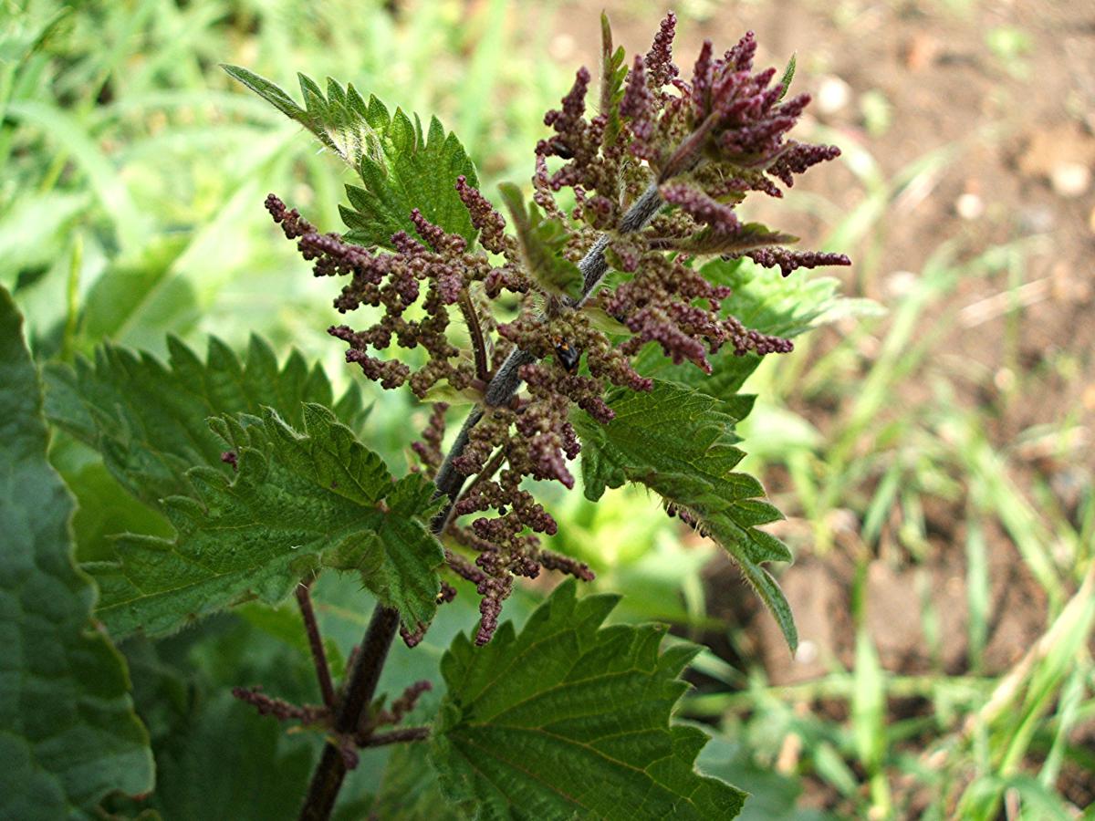Common Nettle | NatureSpot