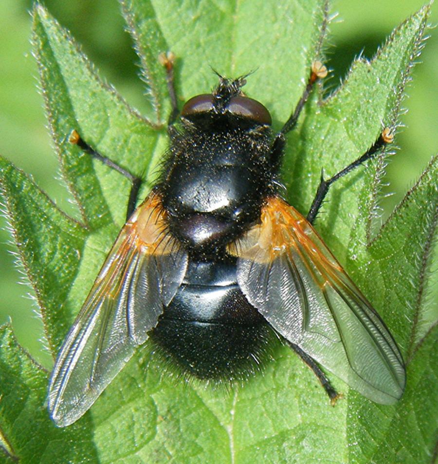 Noon Fly | NatureSpot
