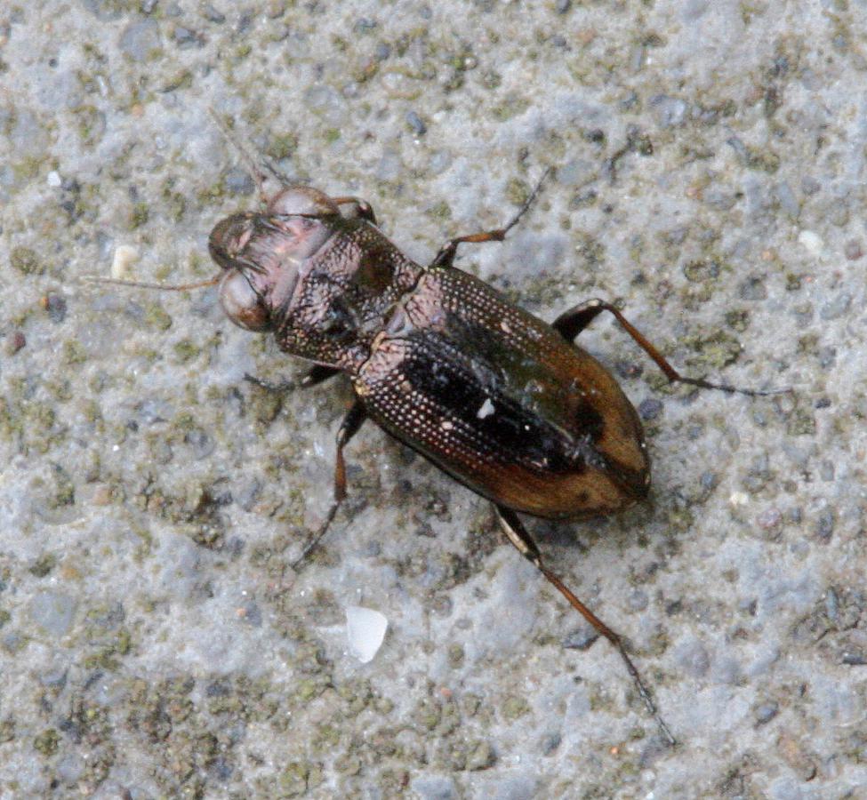 Notiophilus substriatus | NatureSpot