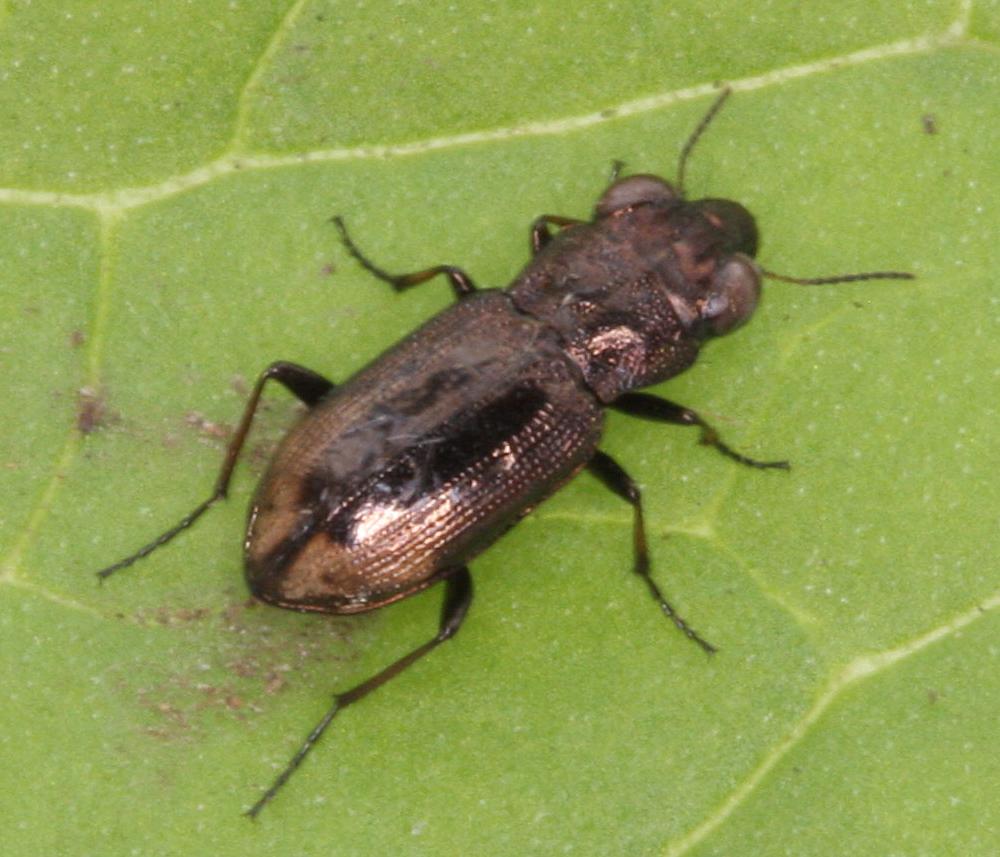 Notiophilus substriatus | NatureSpot