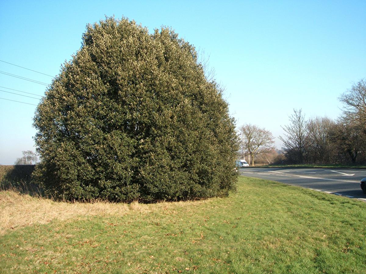 Evergreen Oak | NatureSpot