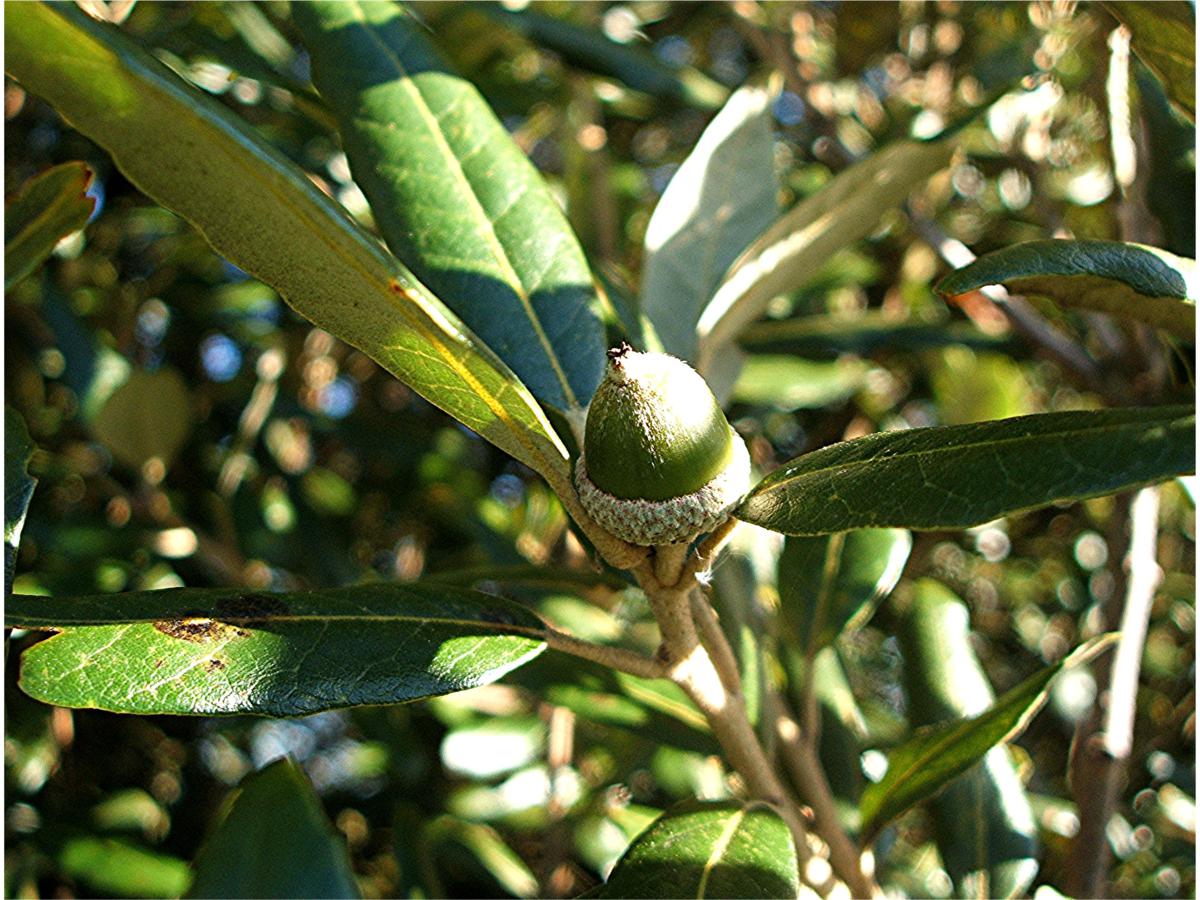Evergreen Oak | NatureSpot