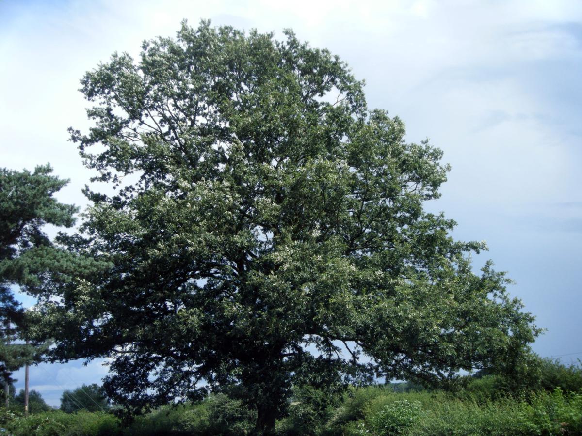 Turkey Oak | NatureSpot