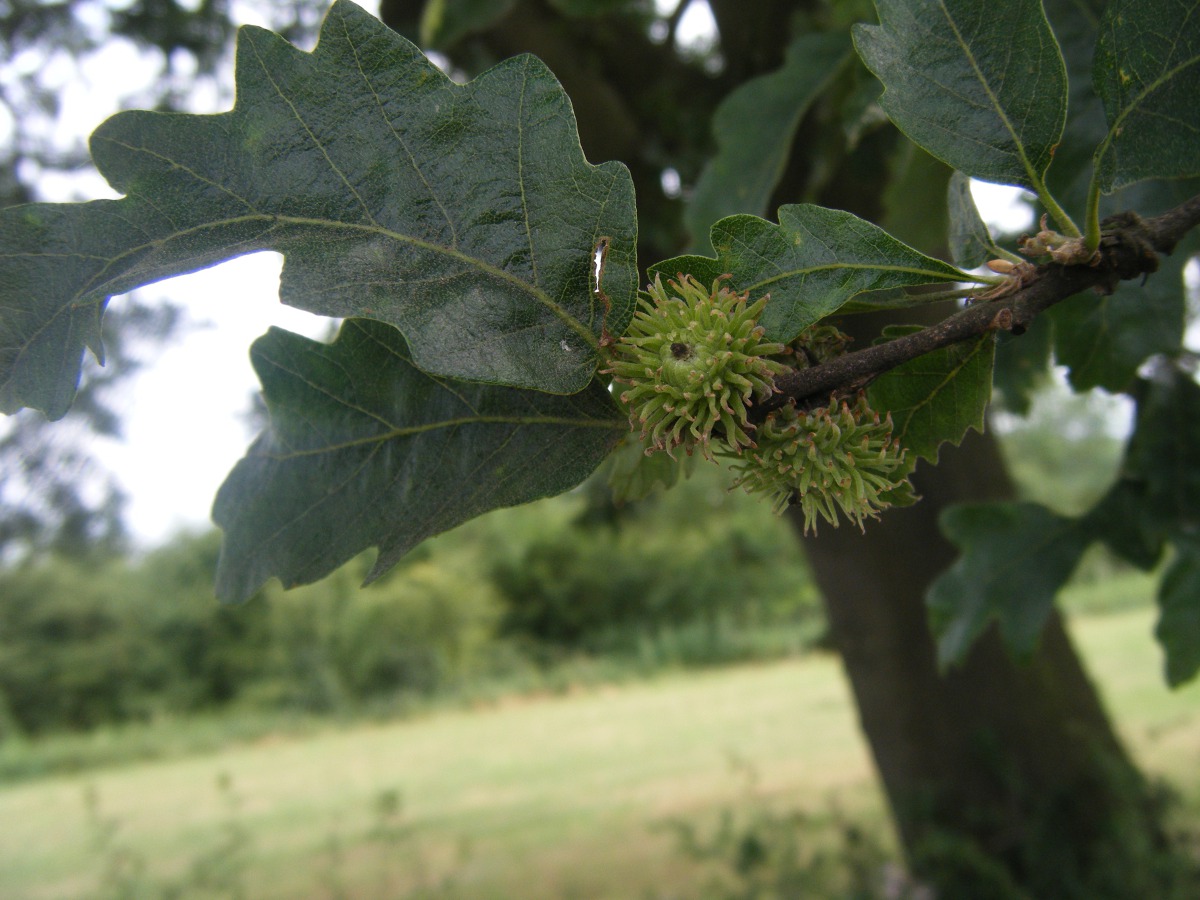 Turkey Oak | NatureSpot