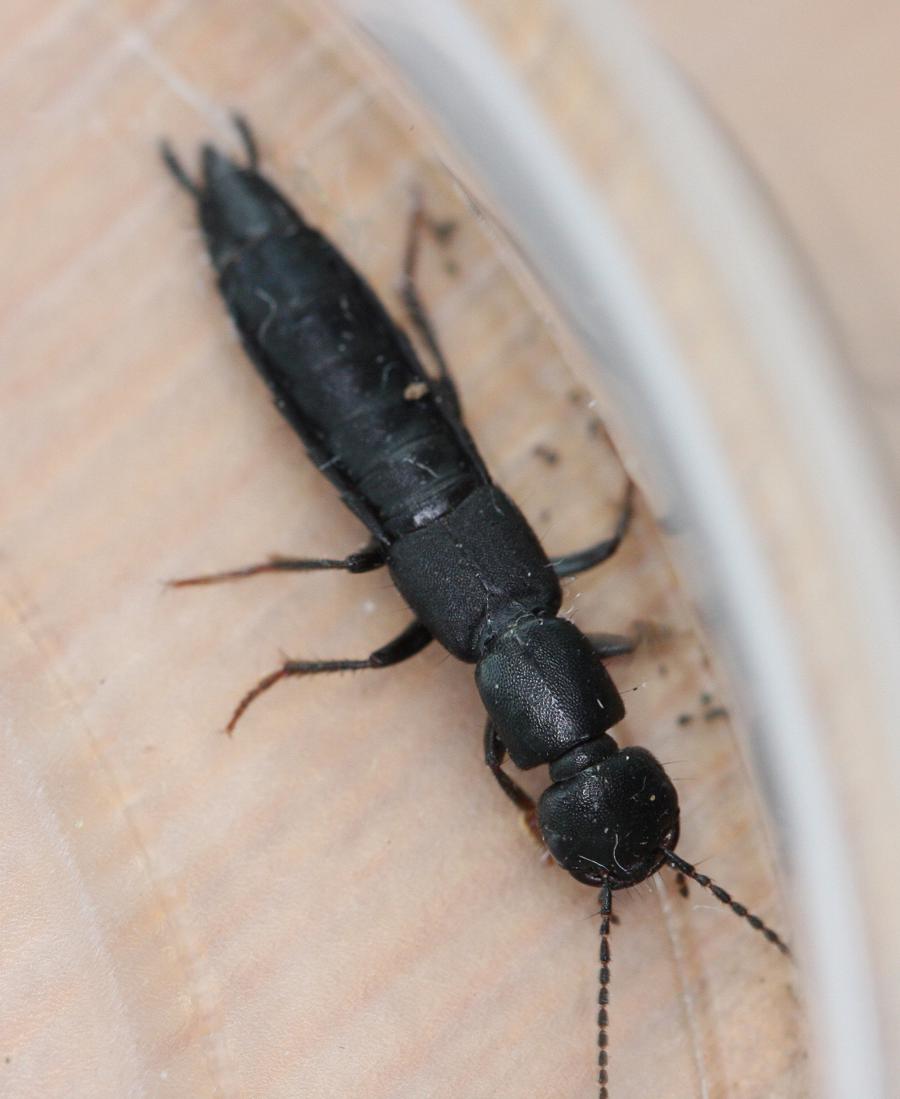 Tasgius melanarius | NatureSpot