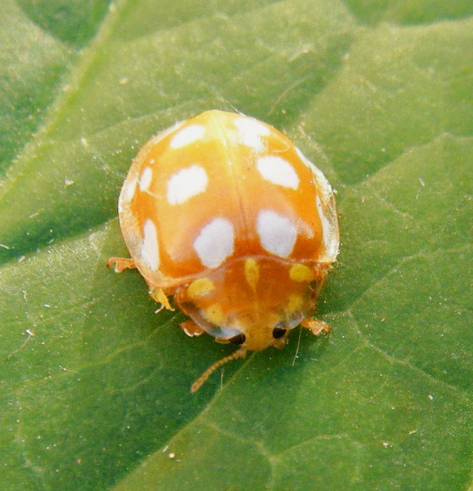 Orange Ladybird | NatureSpot