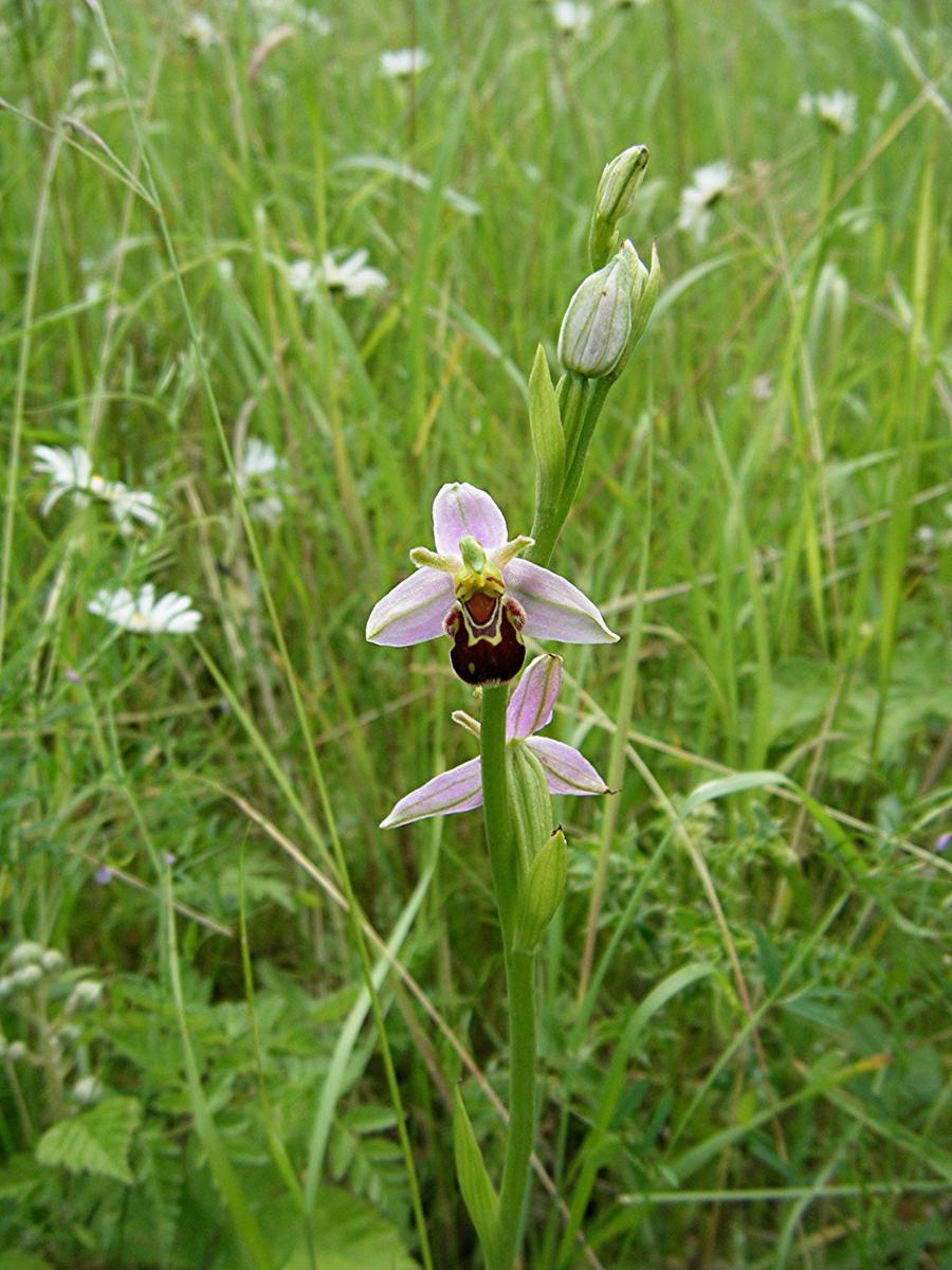 Bee Orchid | NatureSpot